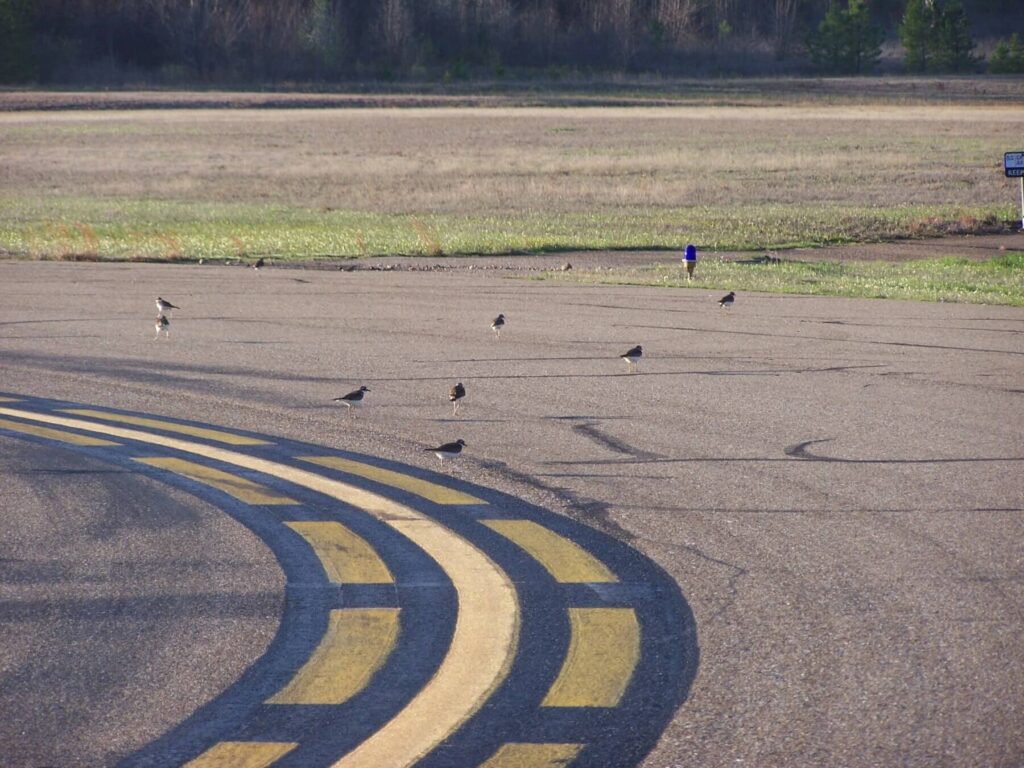 ACRP Report 125: Balancing Airport Stormwater And Bird Hazard ...